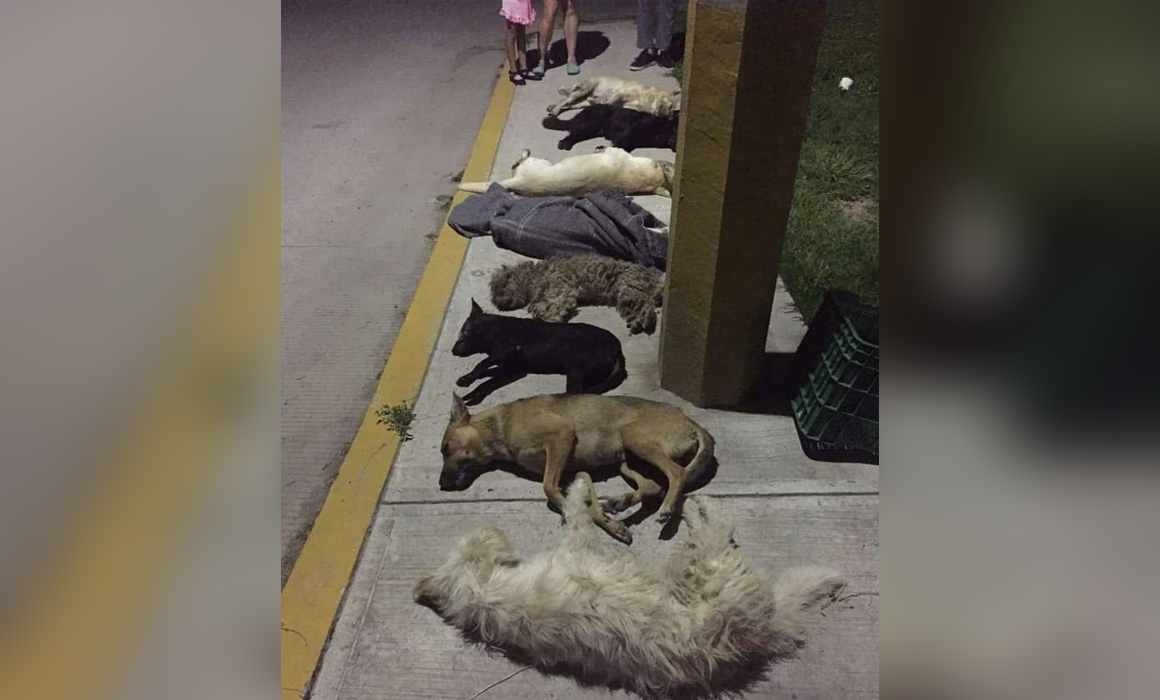 Sobrepoblación De Perros Causa De Conflictos En Comunidad De Tula